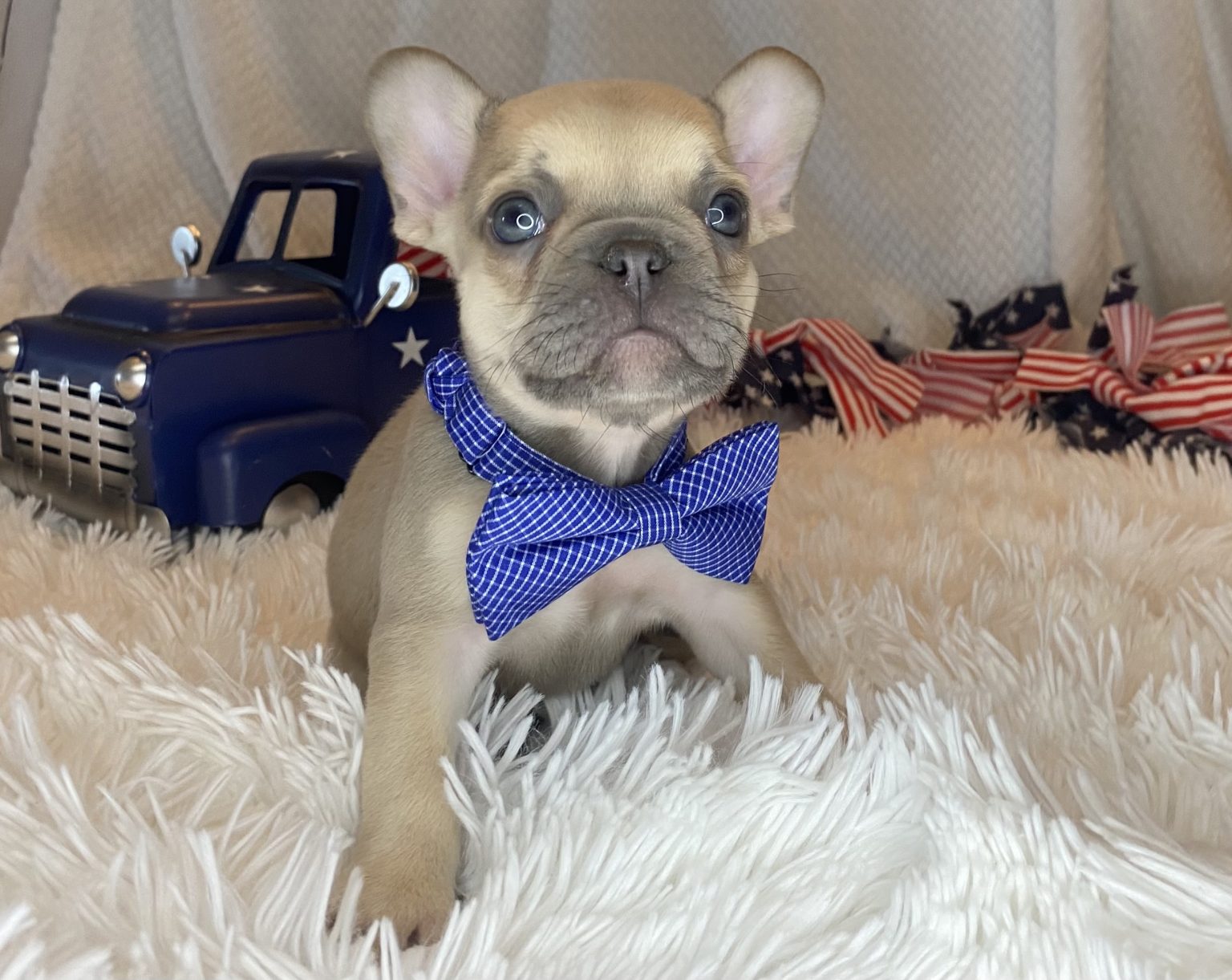 Available Puppies – Turbo Frenchies