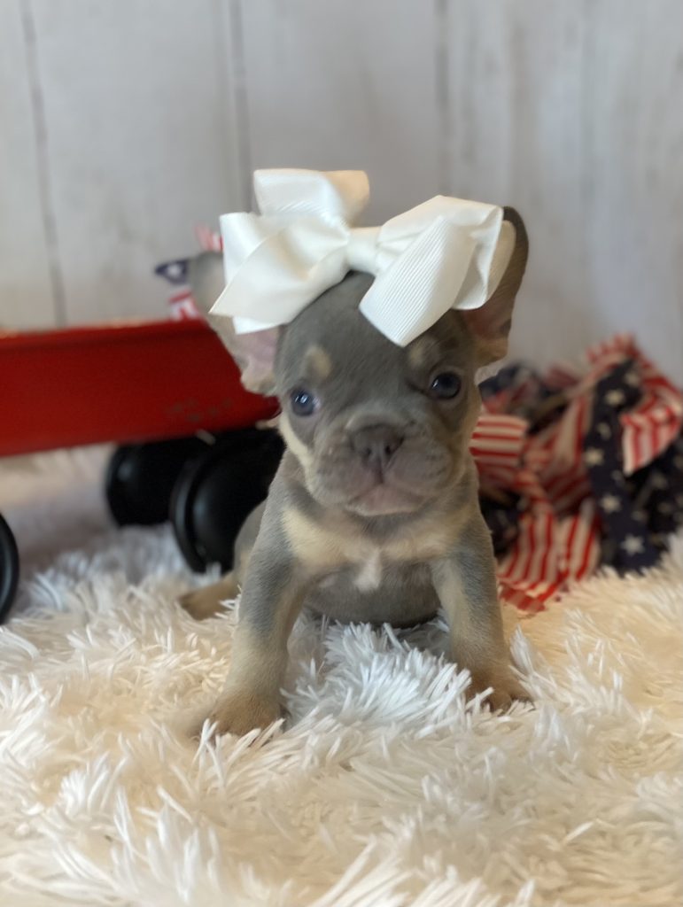 Available Puppies – Turbo Frenchies