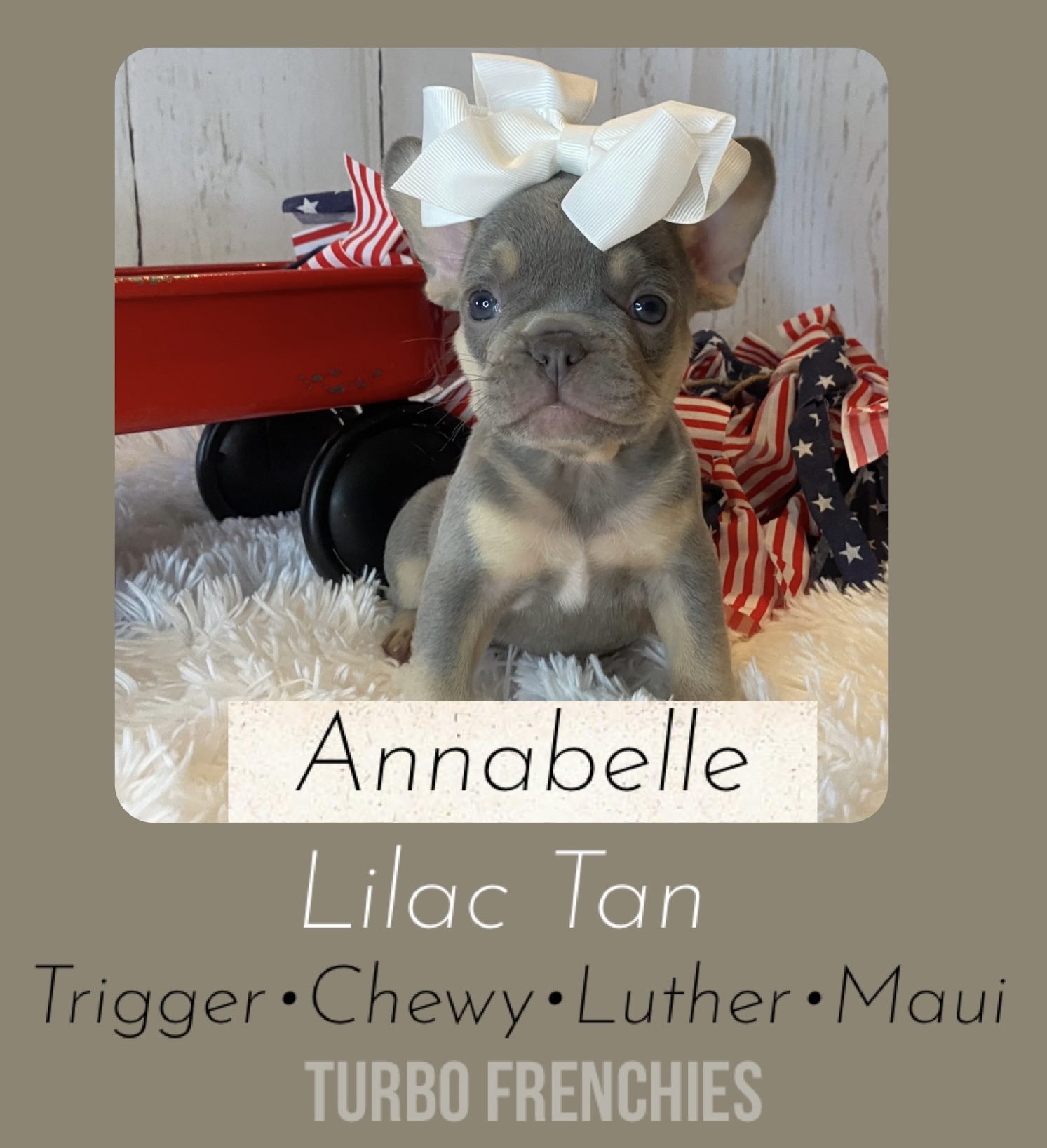 Available Puppies – Turbo Frenchies