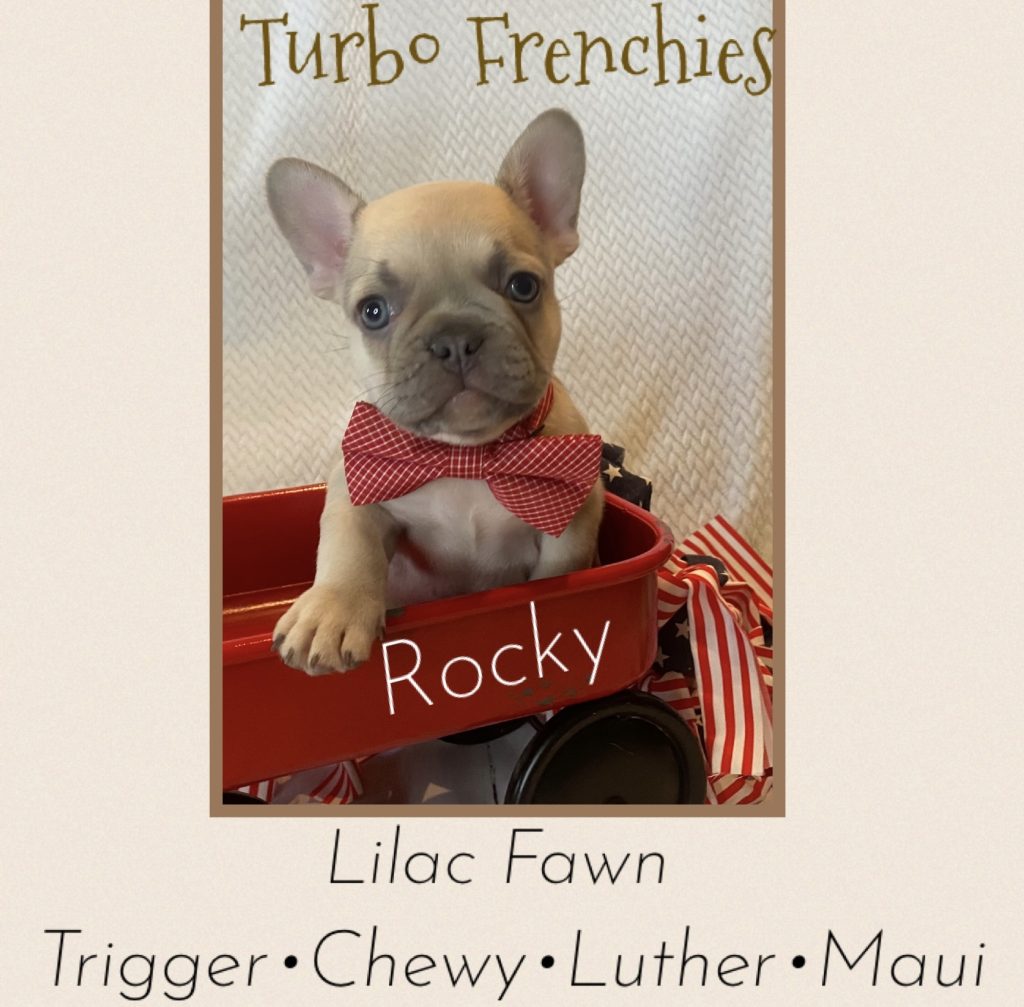 Available Puppies – Turbo Frenchies
