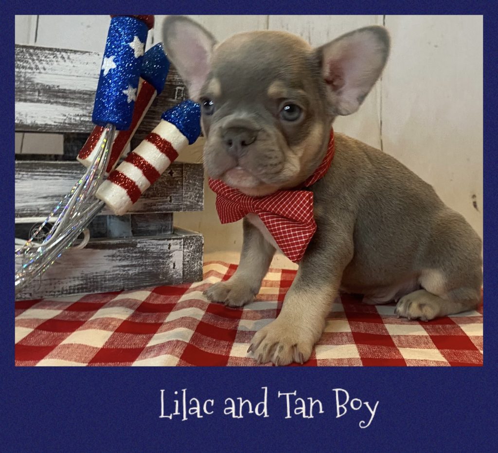 Available Puppies – Turbo Frenchies