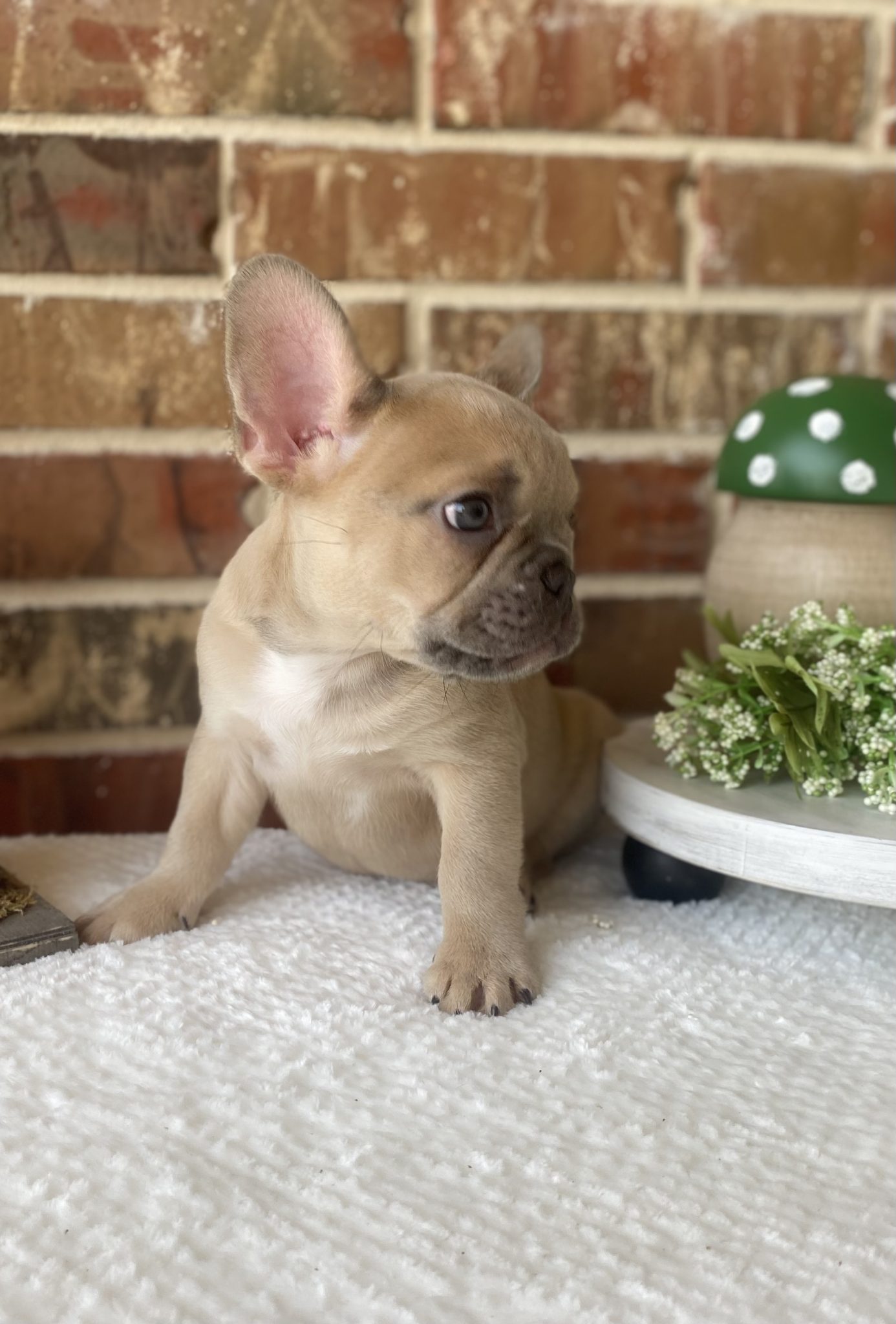 Available Puppies – Turbo Frenchies