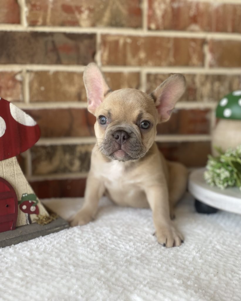 Available Puppies – Turbo Frenchies