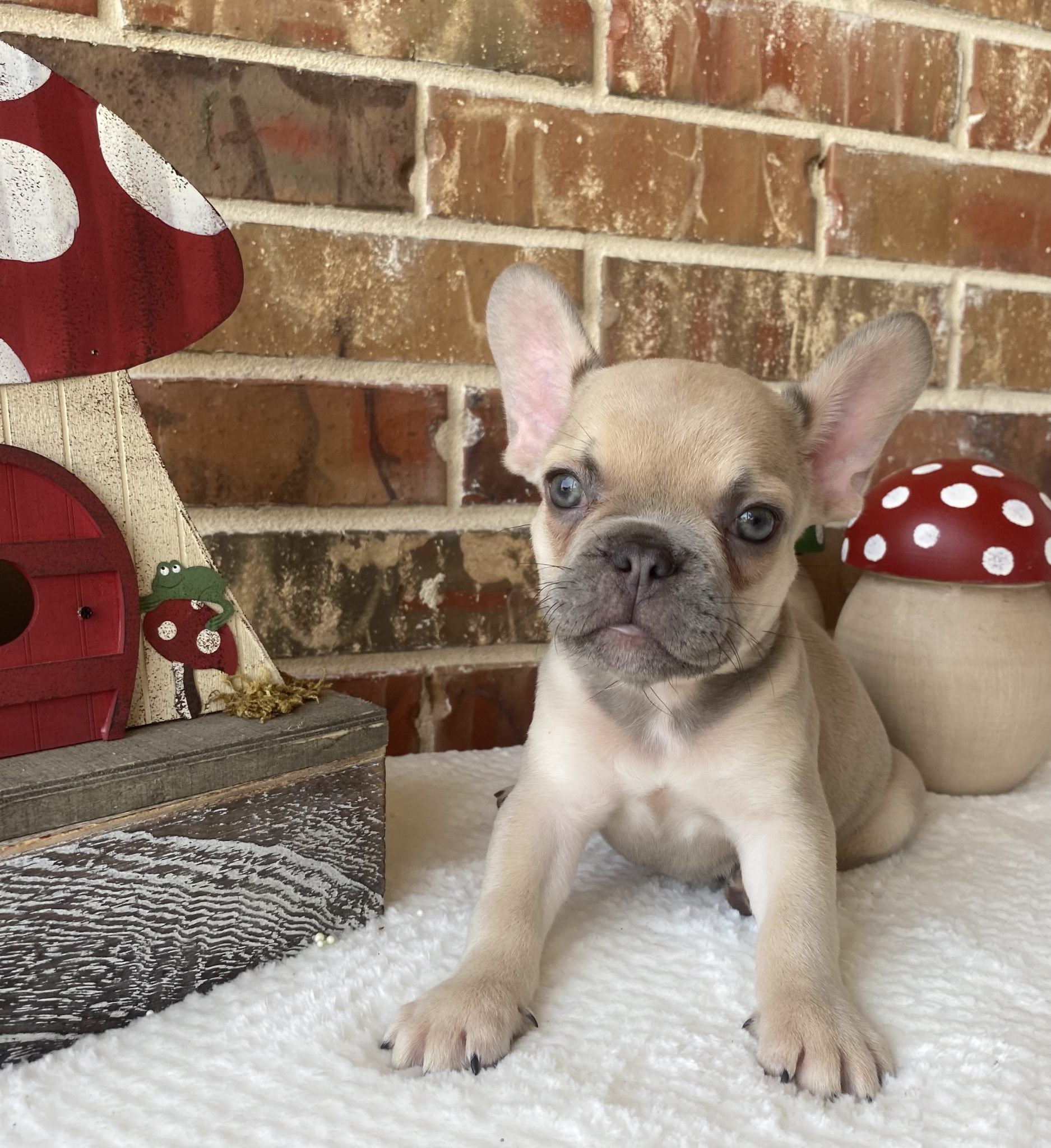 Available Puppies – Turbo Frenchies