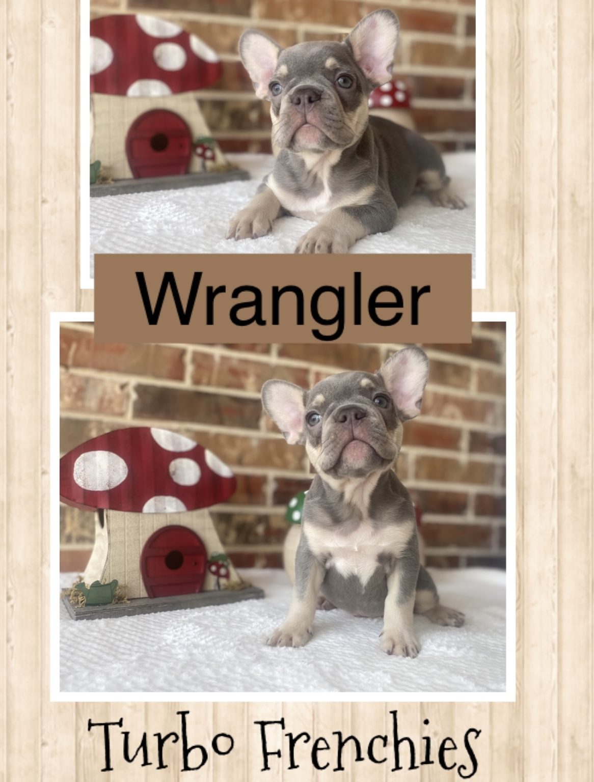 Available Puppies – Turbo Frenchies