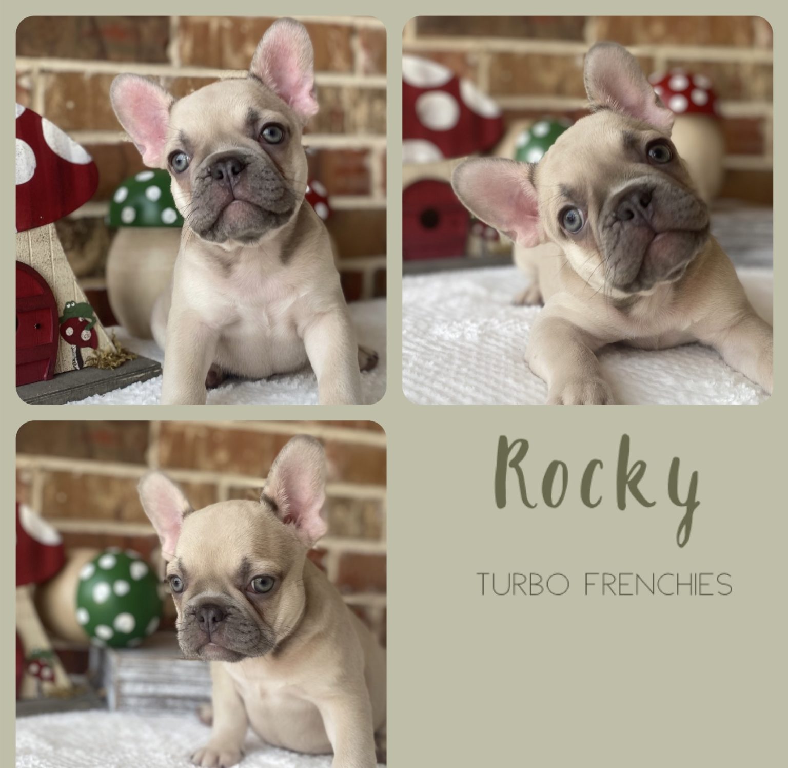 Available Puppies – Turbo Frenchies