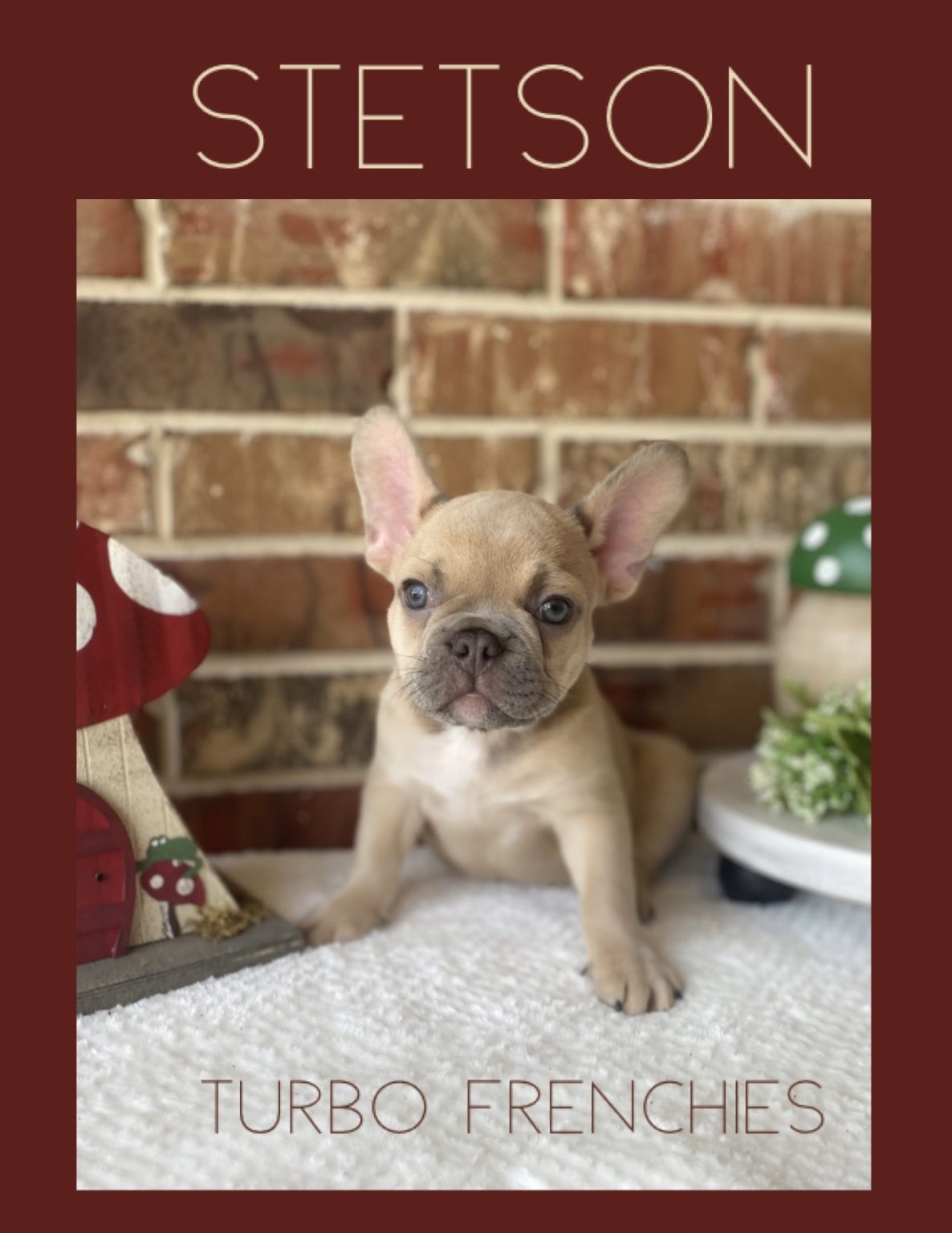 Available Puppies – Turbo Frenchies