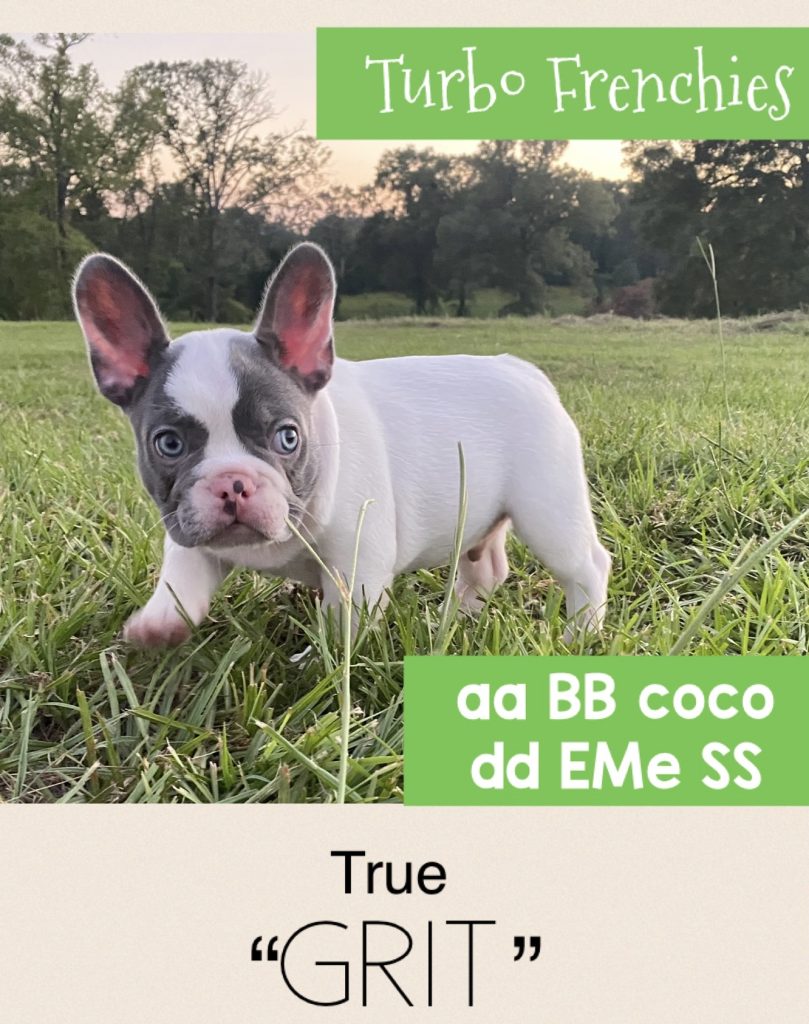 STUDS – Turbo Frenchies