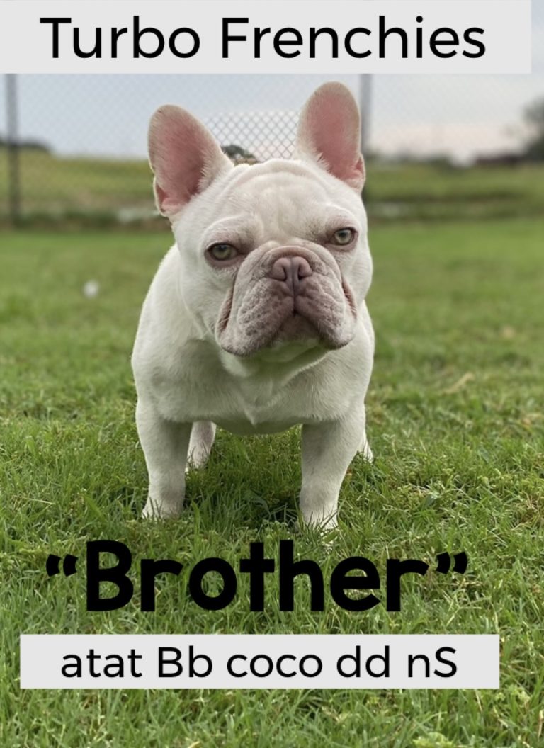 STUDS – Turbo Frenchies