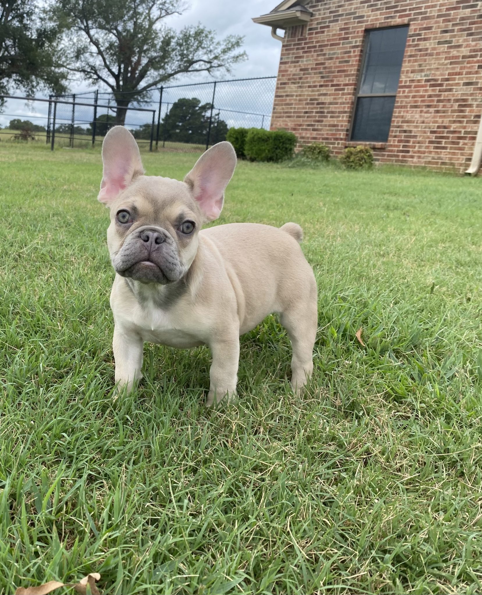 Available Puppies – Turbo Frenchies