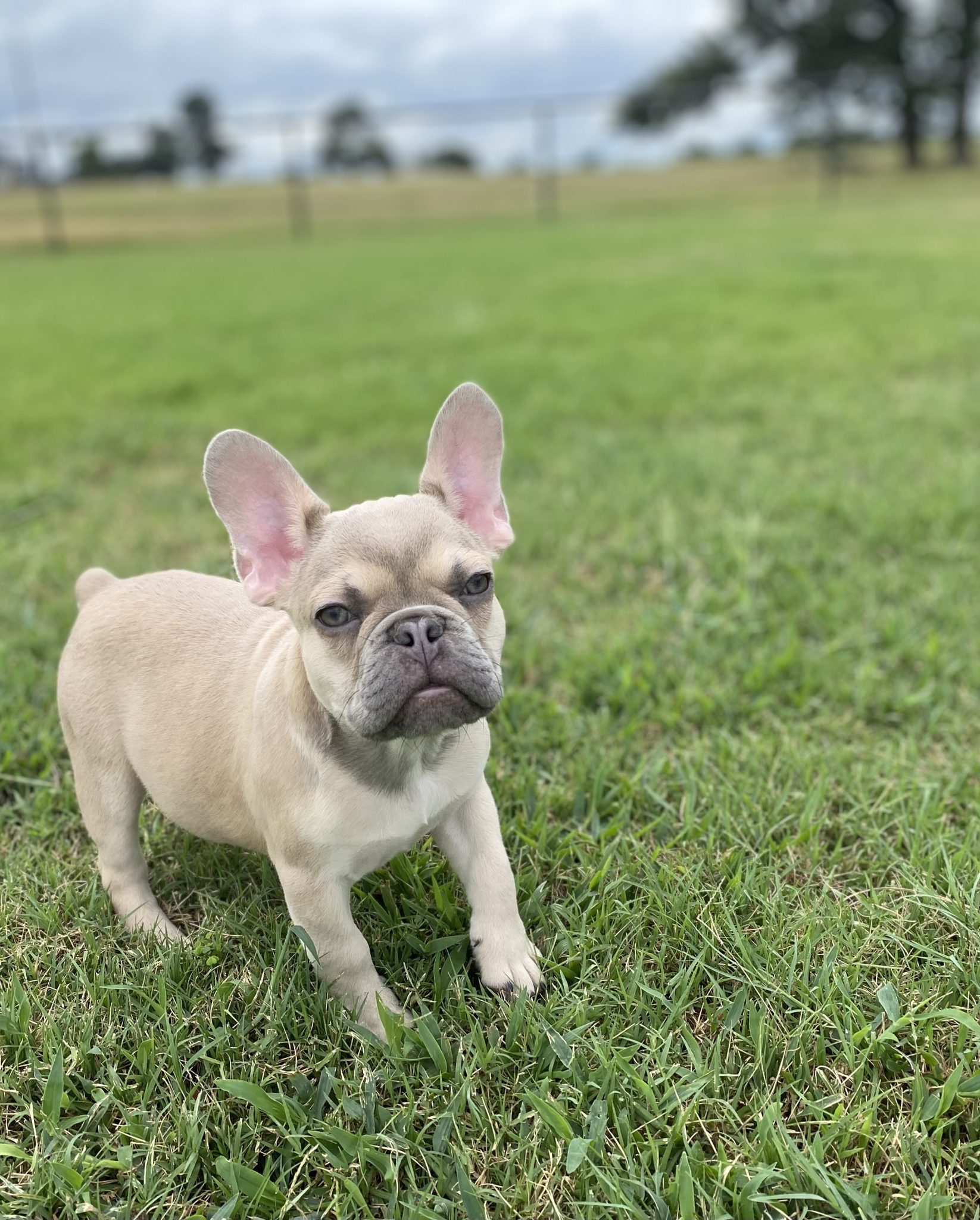 Available Puppies – Turbo Frenchies