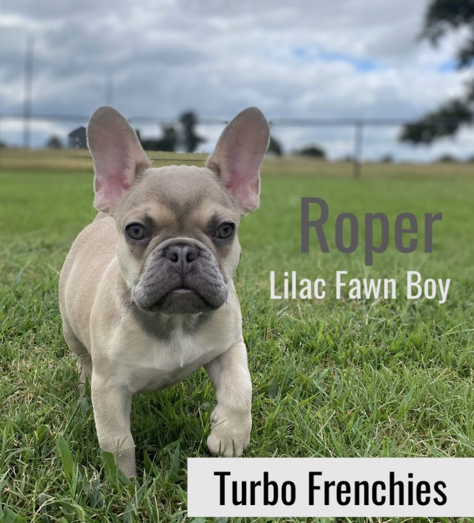 Available Puppies – Turbo Frenchies