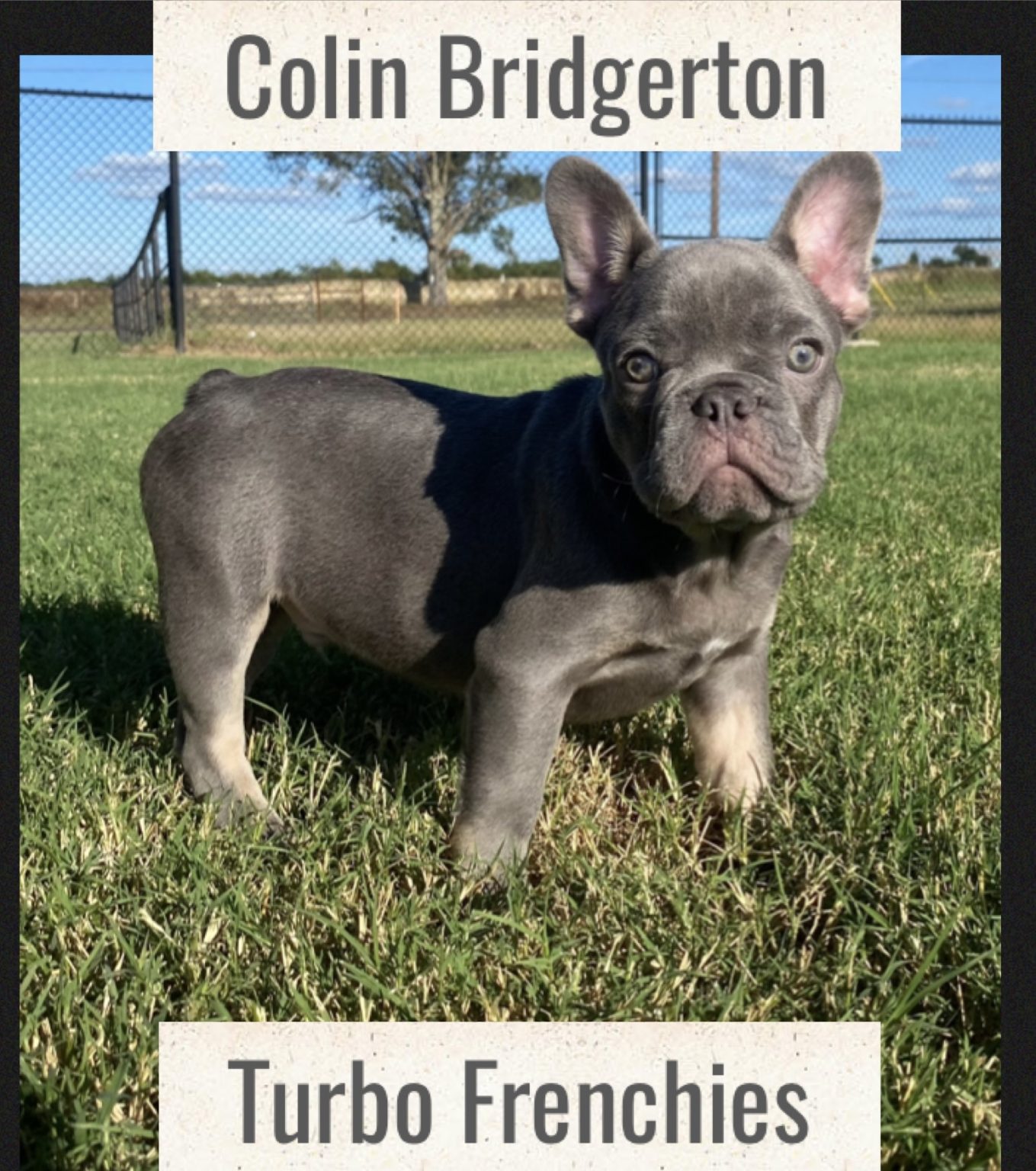 Available Puppies – Turbo Frenchies
