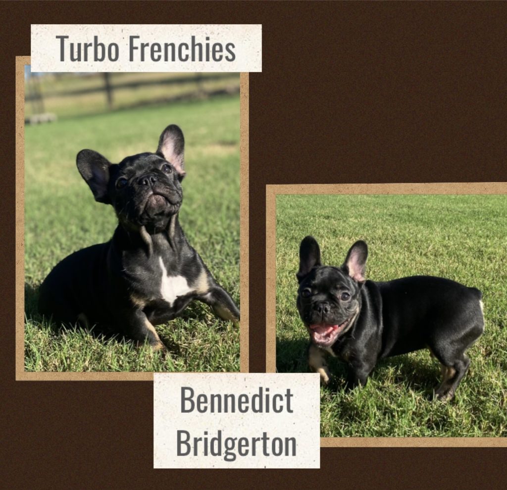 Available Puppies – Turbo Frenchies