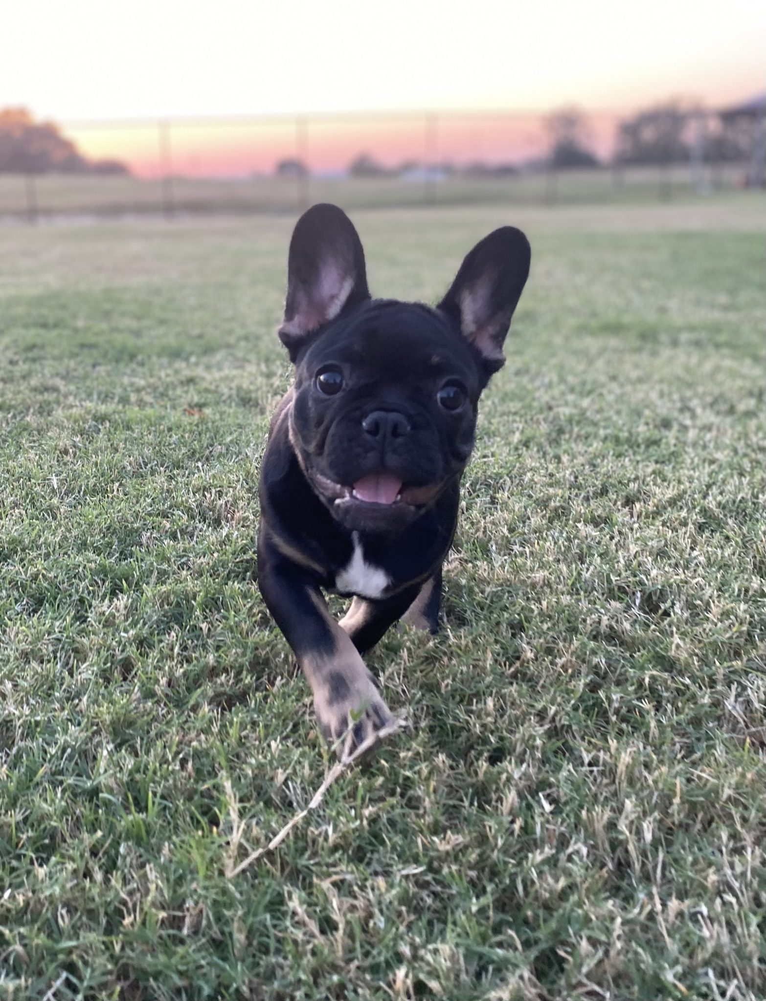 Available Puppies – Turbo Frenchies