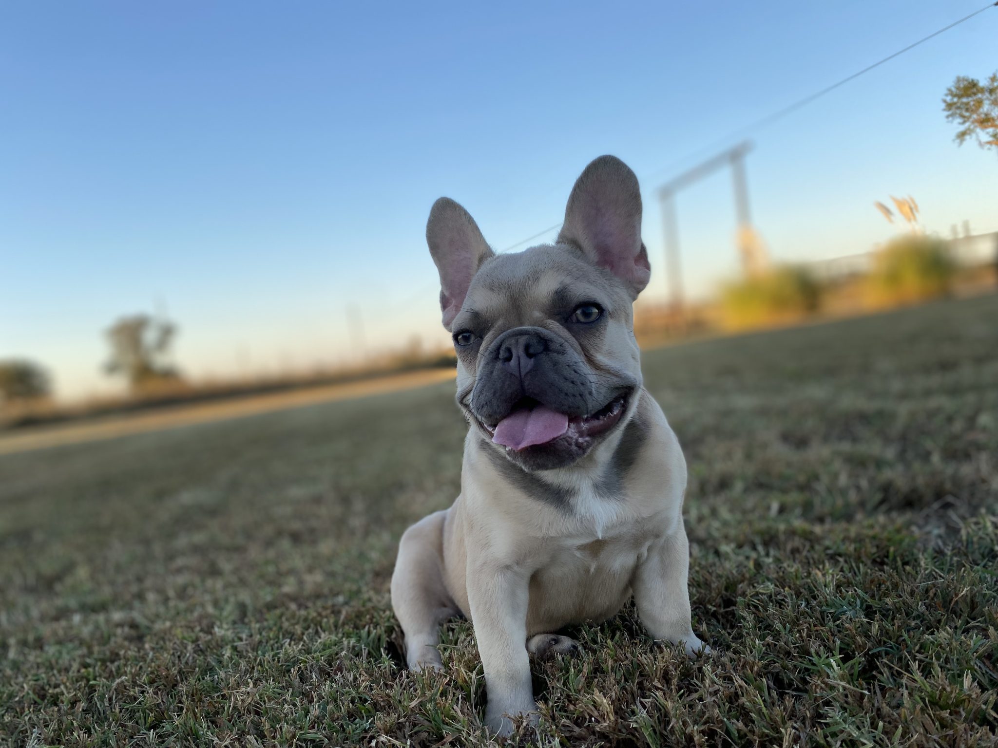 Available Puppies – Turbo Frenchies