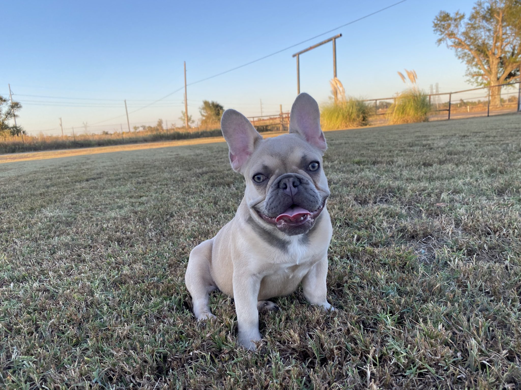 Available Puppies – Turbo Frenchies