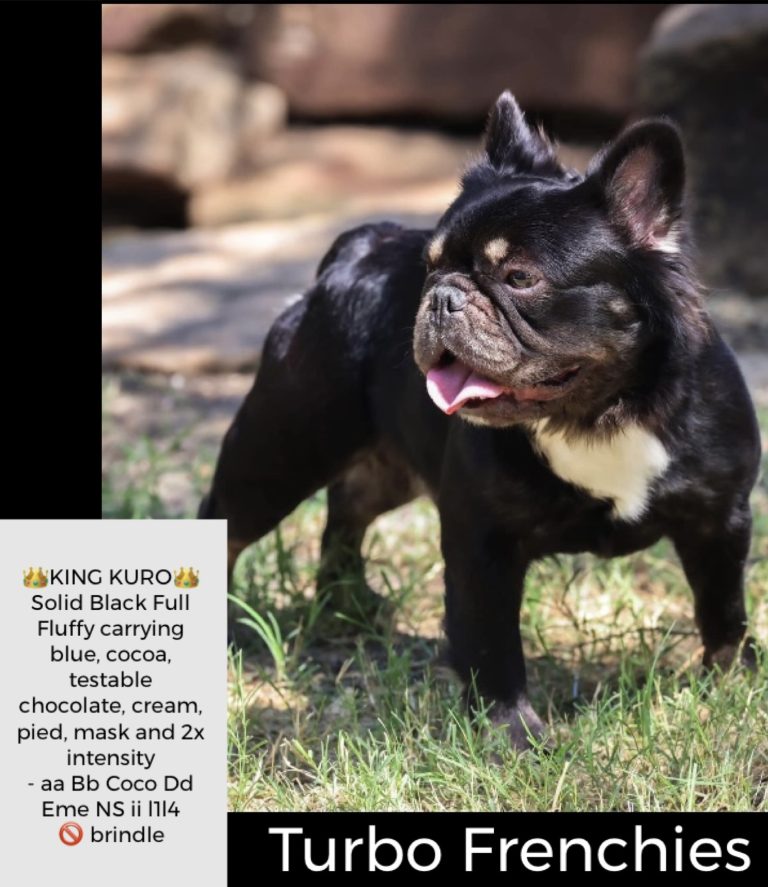 STUDS – Turbo Frenchies