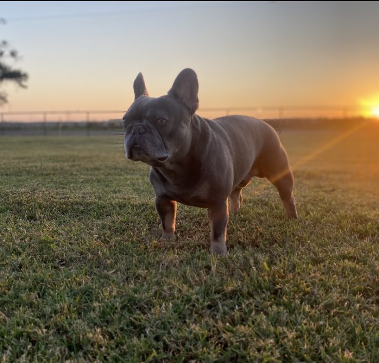 STUDS – Turbo Frenchies
