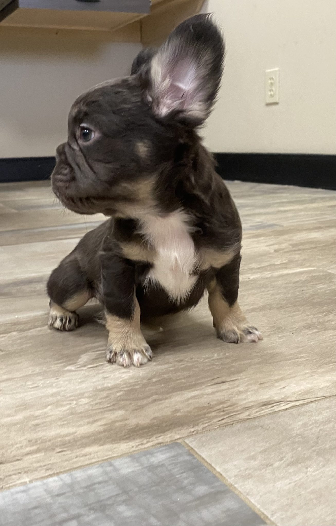 Available Puppies – Turbo Frenchies