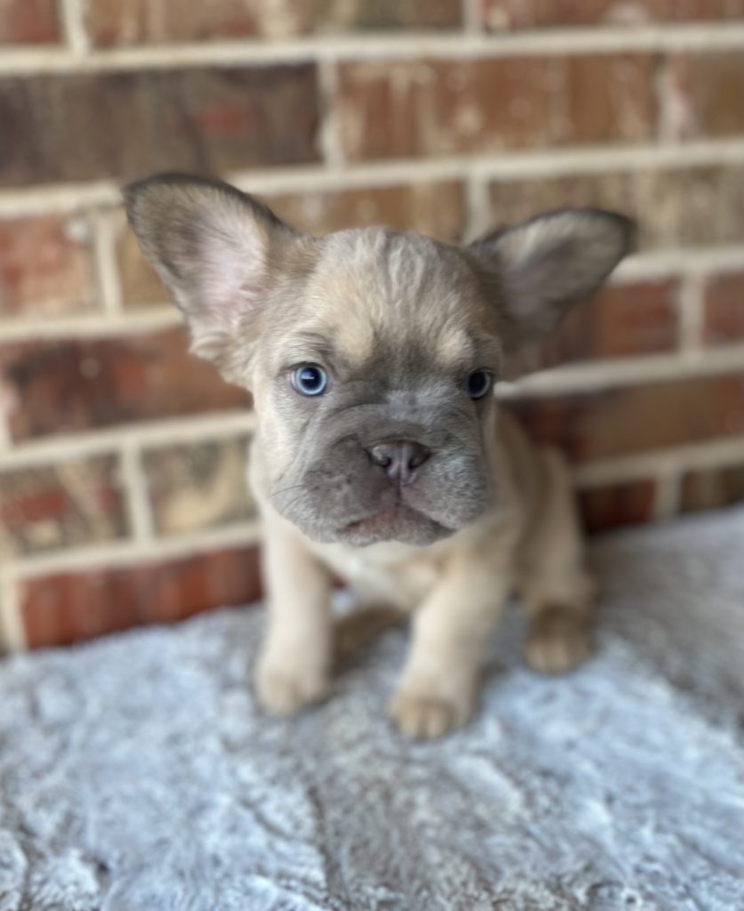 Available Puppies – Turbo Frenchies