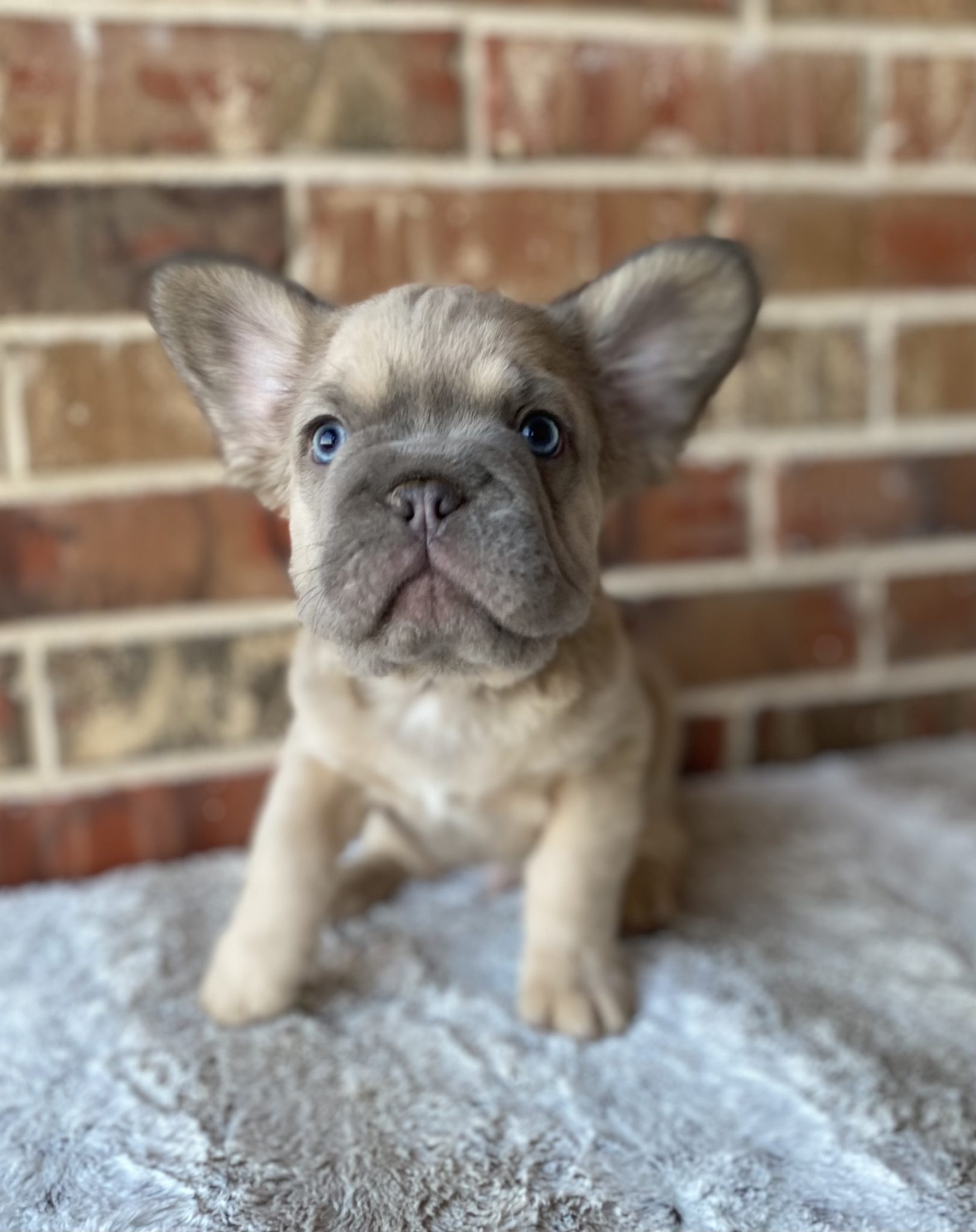 Available Puppies – Turbo Frenchies