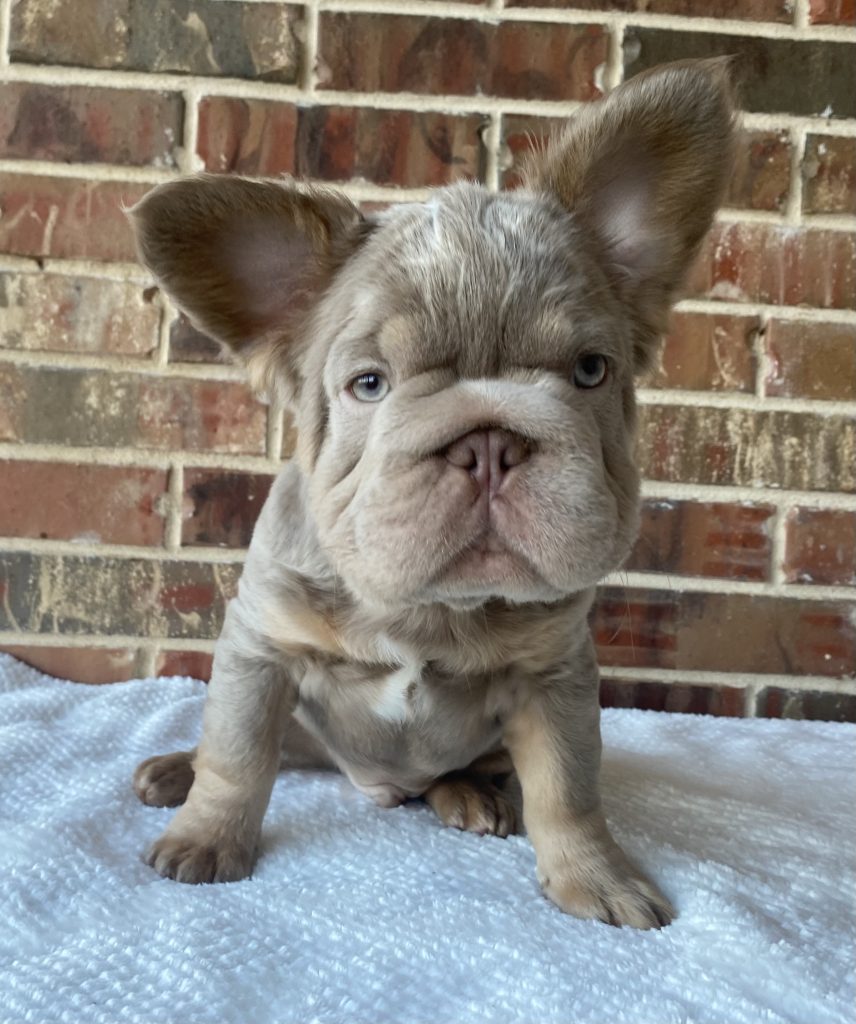 Available Puppies – Turbo Frenchies
