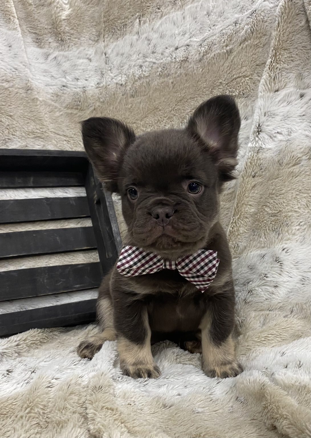 Available Puppies – Turbo Frenchies