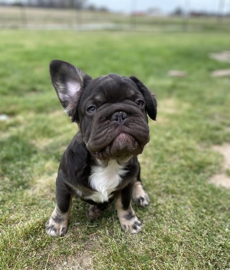 Available Puppies – Turbo Frenchies
