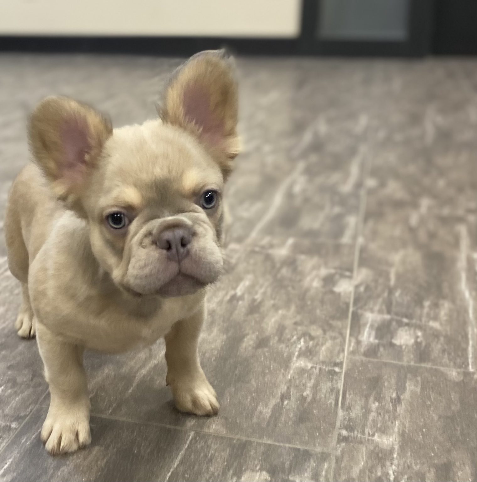 Available Puppies – Turbo Frenchies