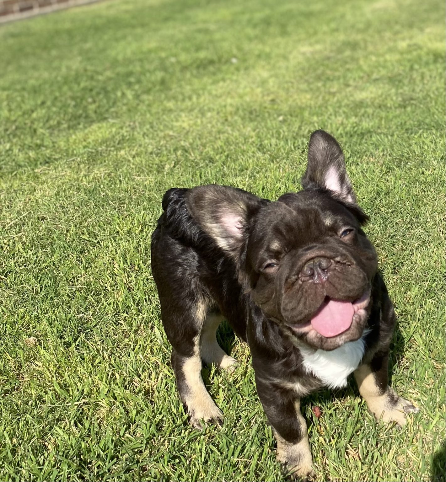 Available Puppies – Turbo Frenchies