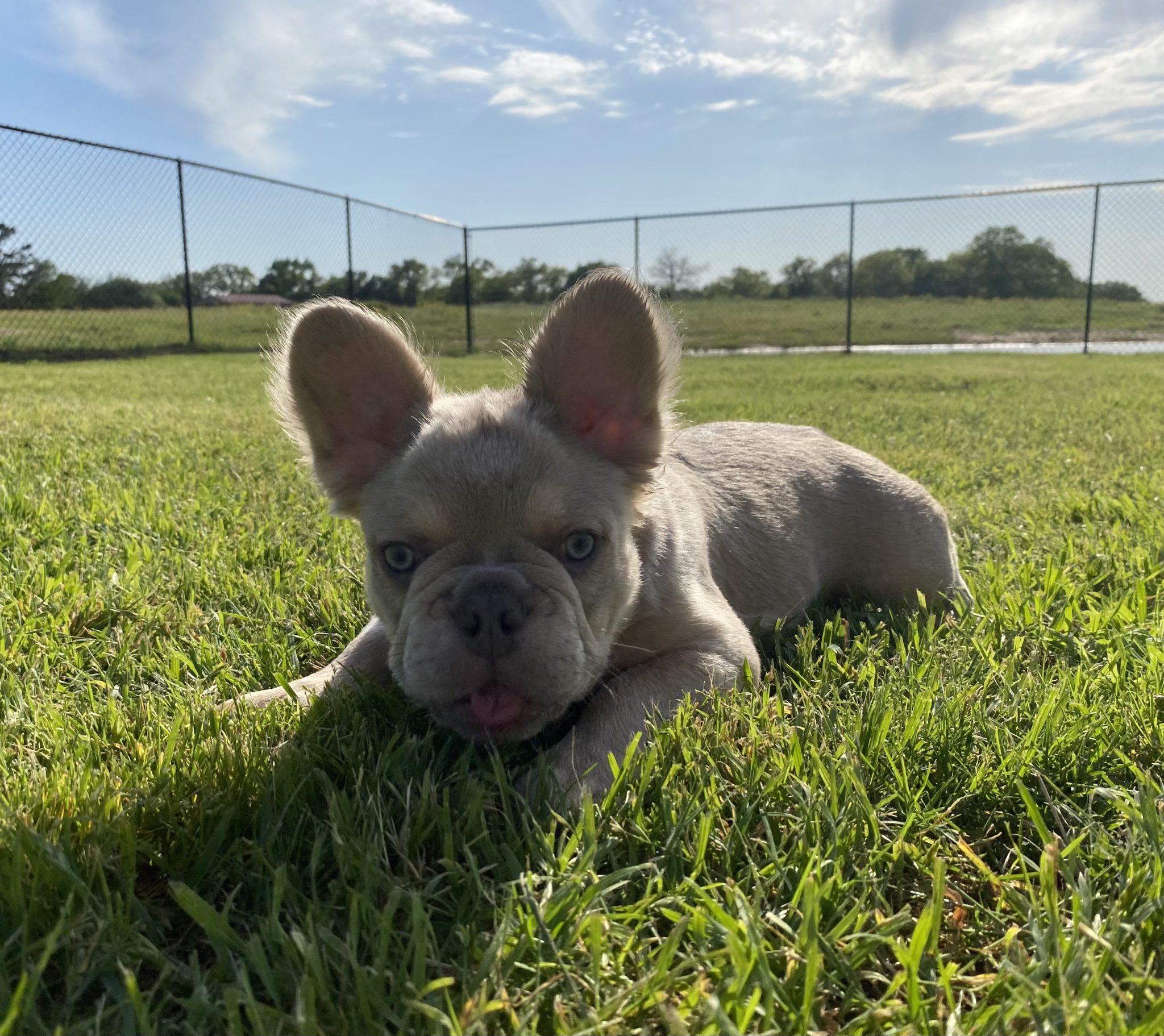 Available Puppies – Turbo Frenchies