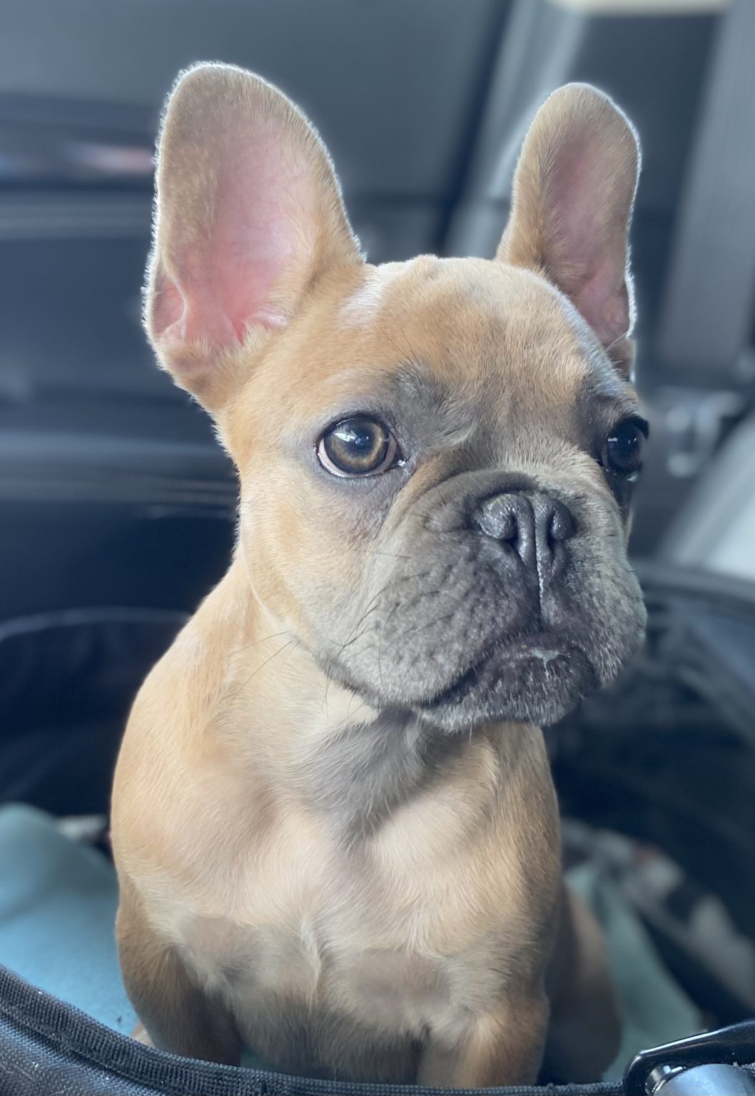 Available Puppies – Turbo Frenchies