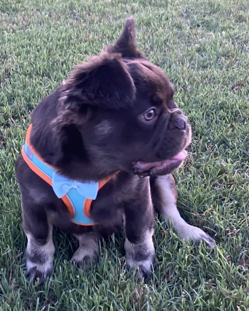 Available Puppies – Turbo Frenchies