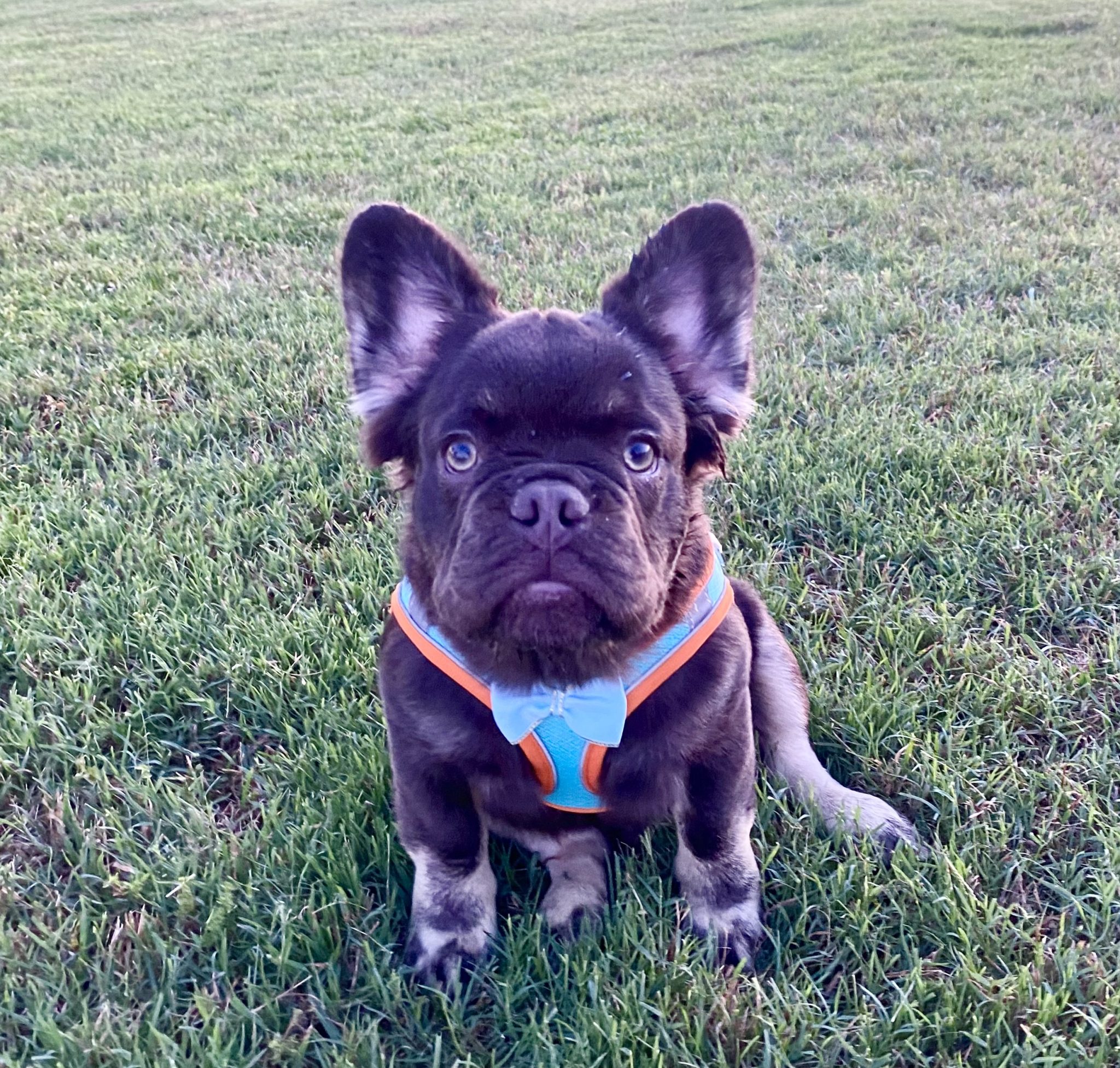Available Puppies – Turbo Frenchies