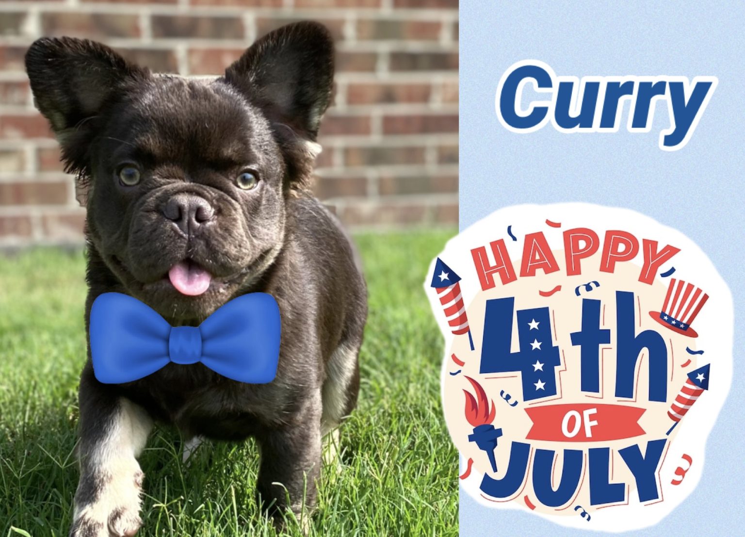 Available Puppies – Turbo Frenchies